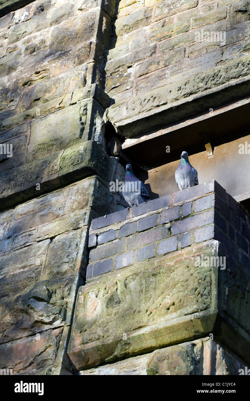 Feral pigeons perching under a bridge Middlewood Way Cheshire England ...