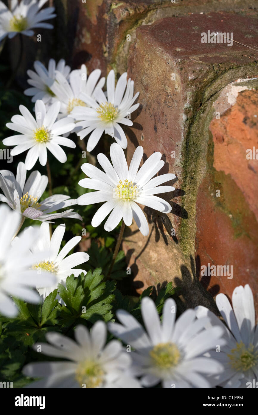 Cultivated Anemones in Cheshire Garden England Stock Photo - Alamy
