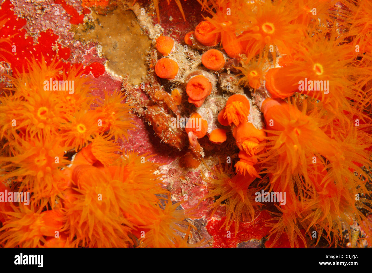 Orange Cup Coral (Tubastraea coccinea Stock Photo - Alamy