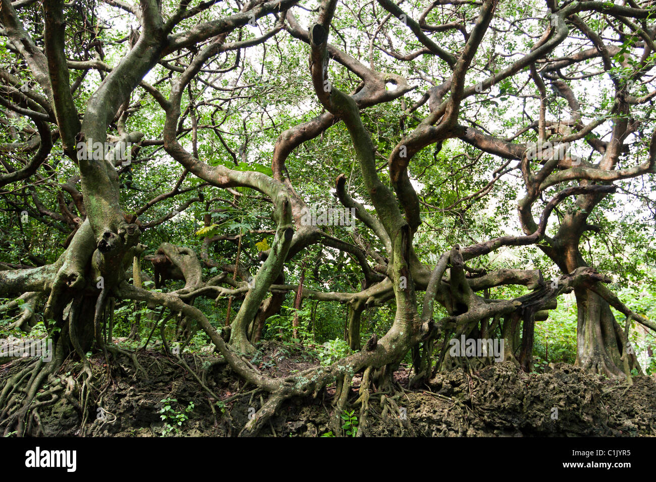 White fig trees (Ficus virgata Reinw. ex Blume) aerial roots exposed to ...