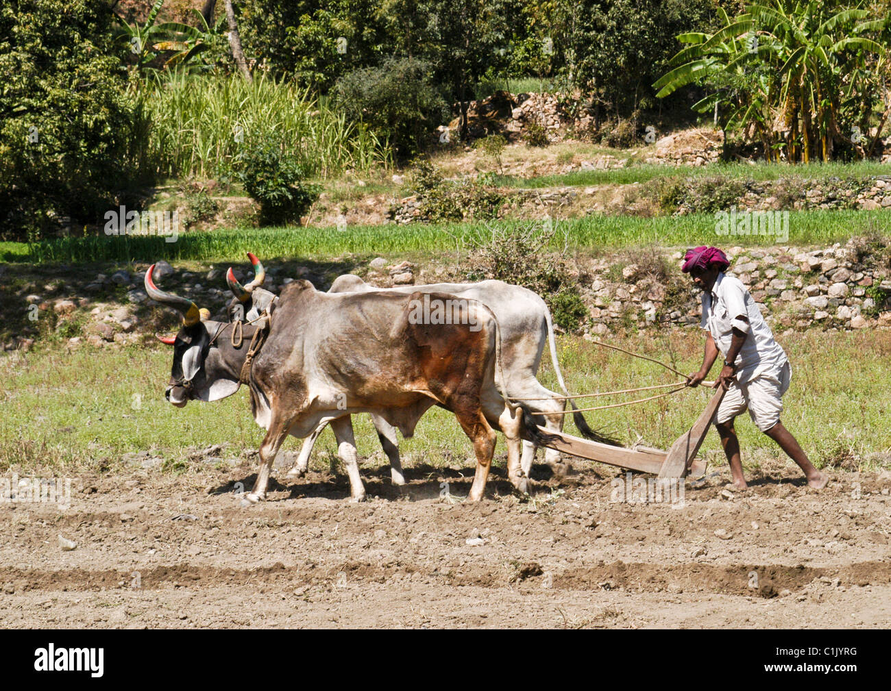 Farmer manually plowing the land using male cows to pull the plow to ...