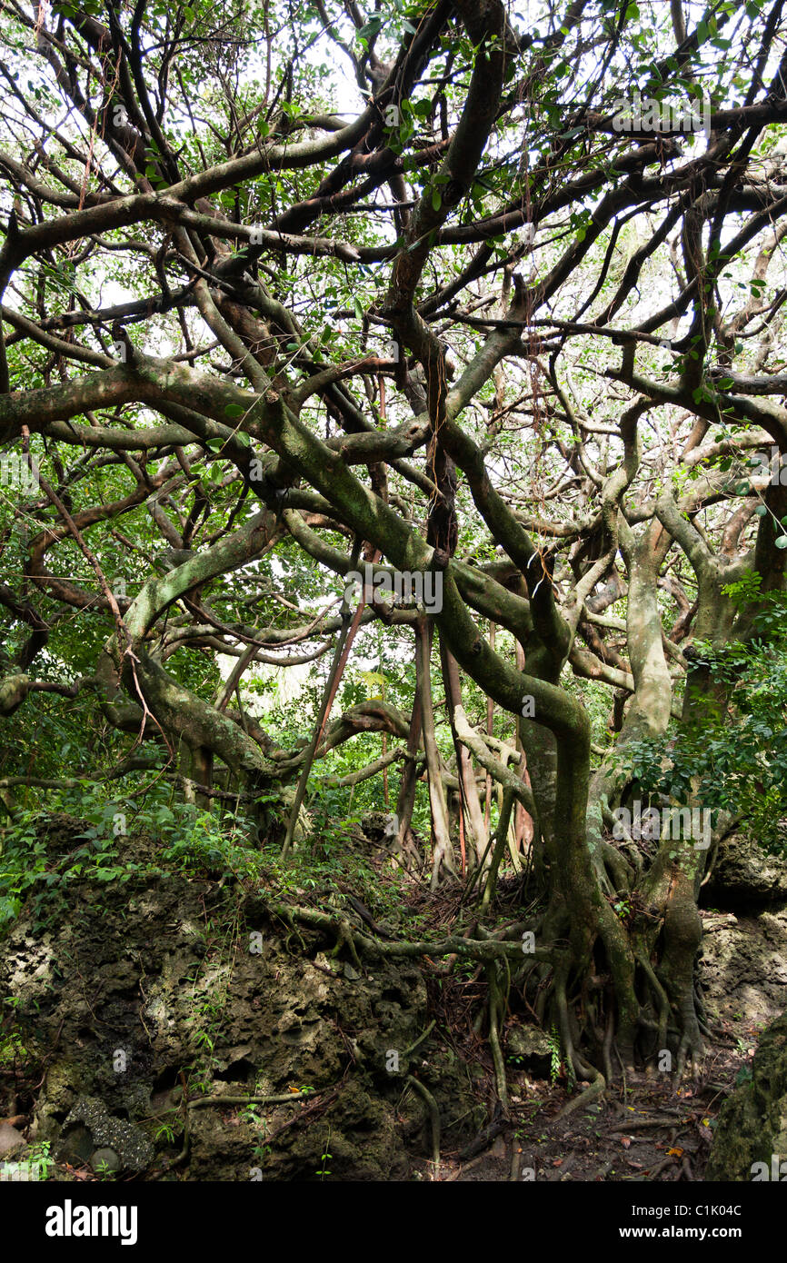 Indian Laurel Fig High Resolution Stock Photography and Images - Alamy