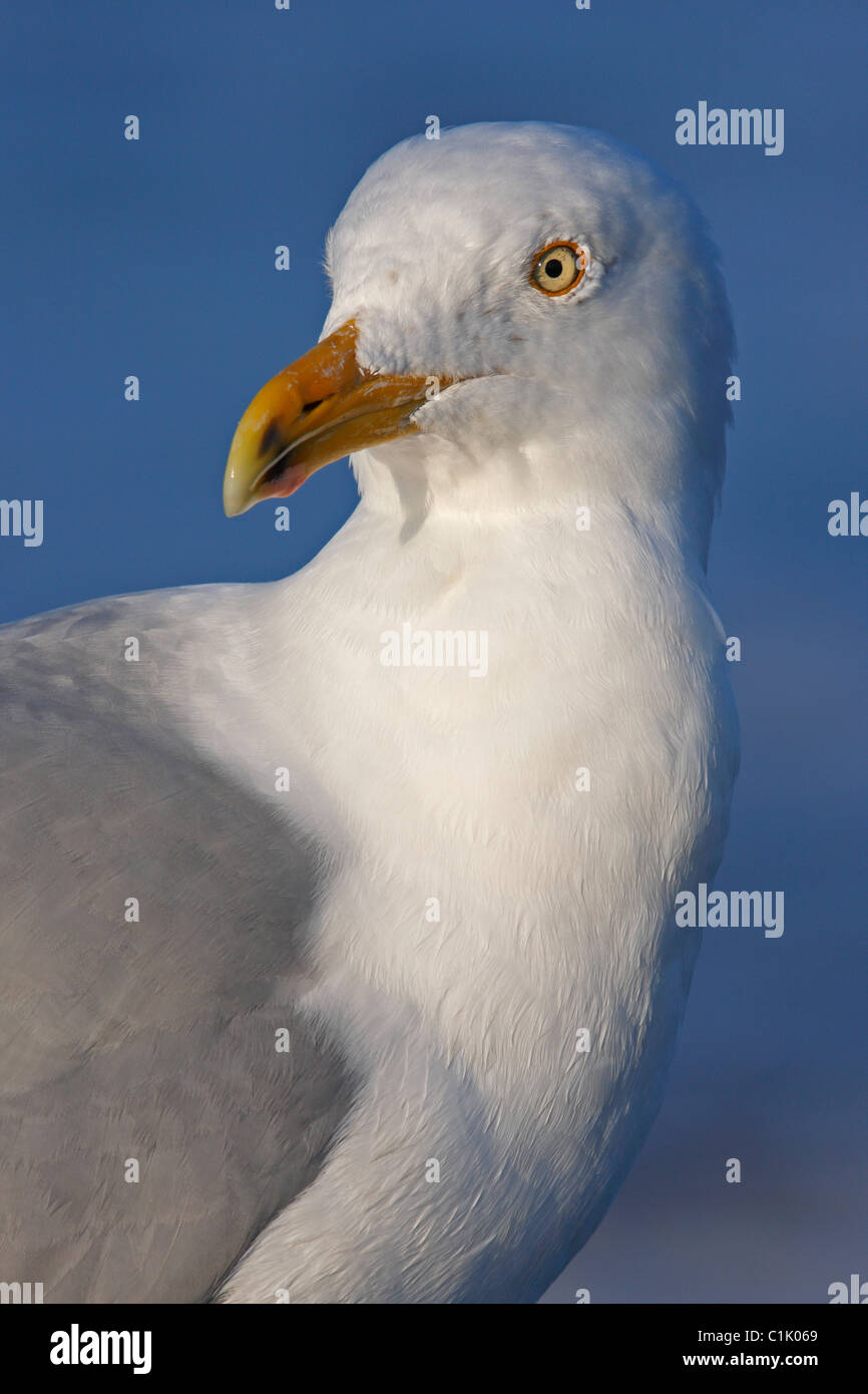 Herring Gull (Larus argentatus smithsonianus), American subspecies ...