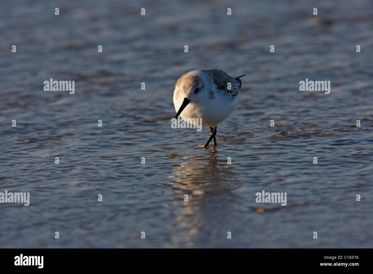 Sanderling in winter plumage hi-res stock photography and images - Alamy