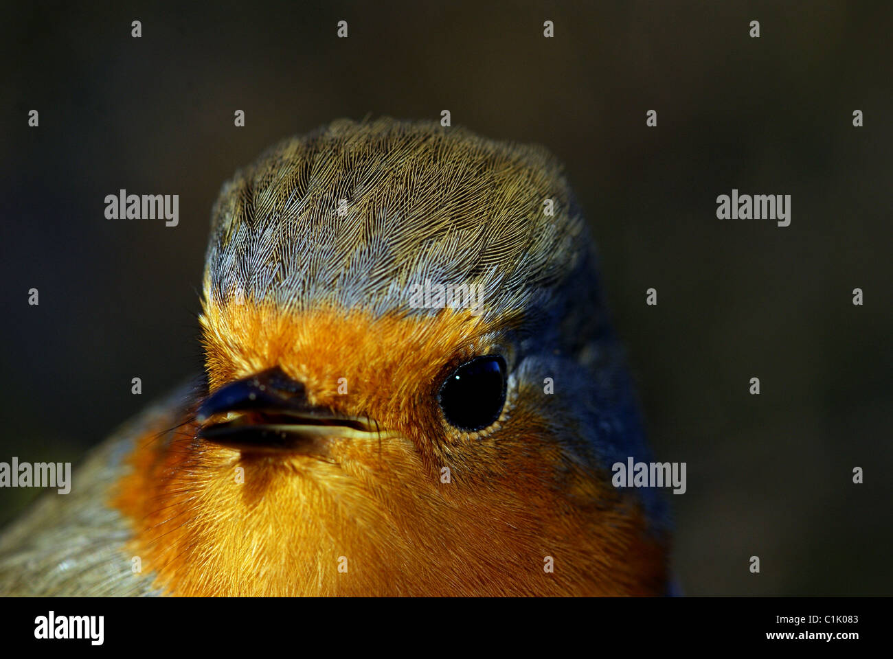 Robin detail hi-res stock photography and images - Alamy