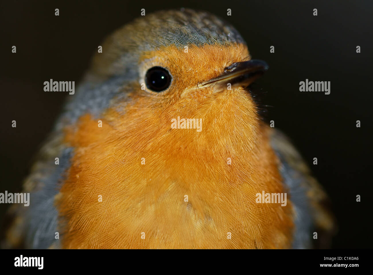 Robin close up Stock Photo - Alamy