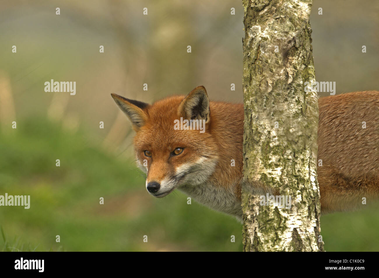 RED FOX VULPES VULPES Stock Photo - Alamy