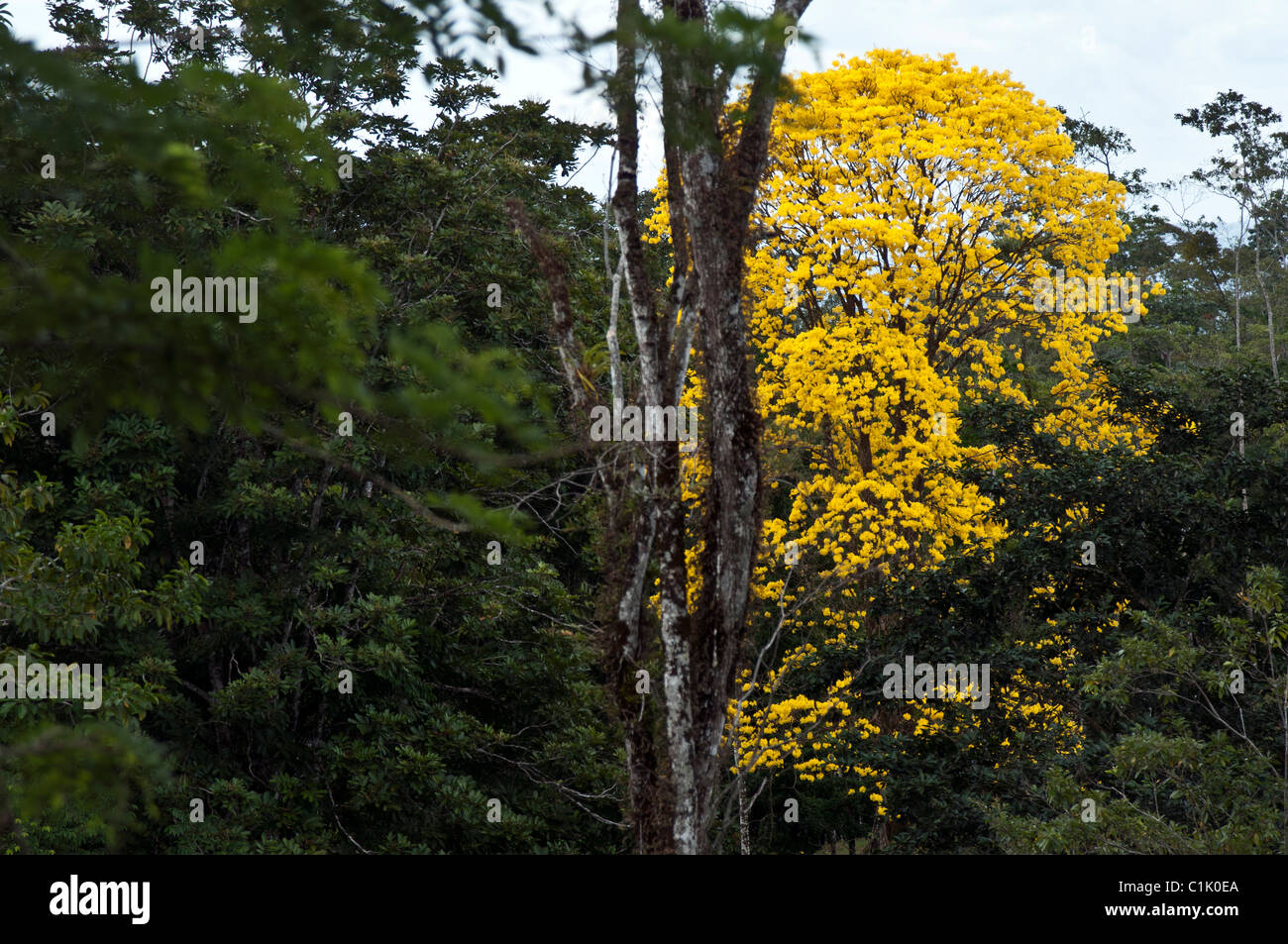 Magical trees and Flowers of Costa Rica Stock Photo - Alamy