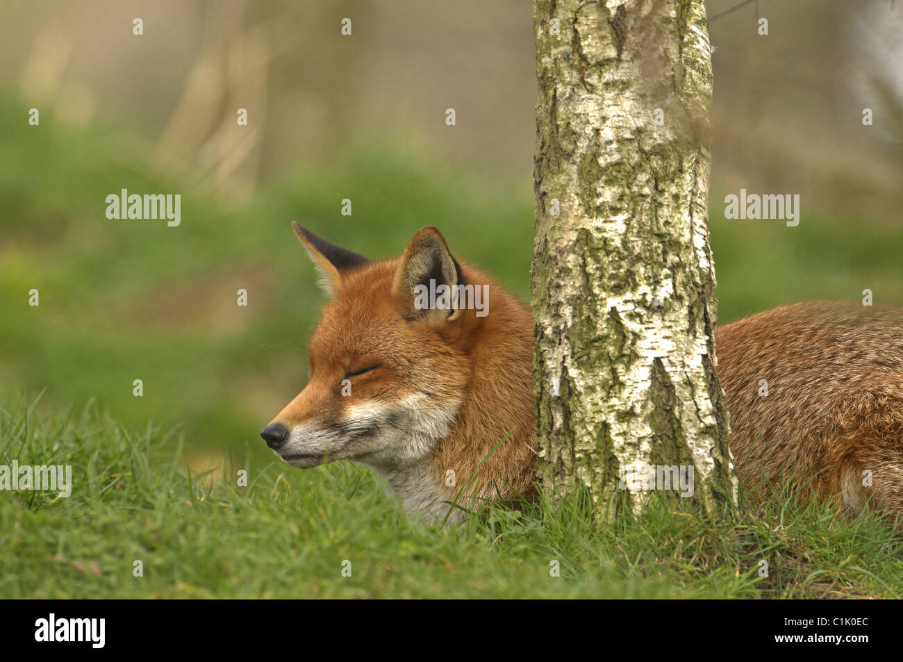RED FOX VULPES VULPES SLEEPING Stock Photo - Alamy