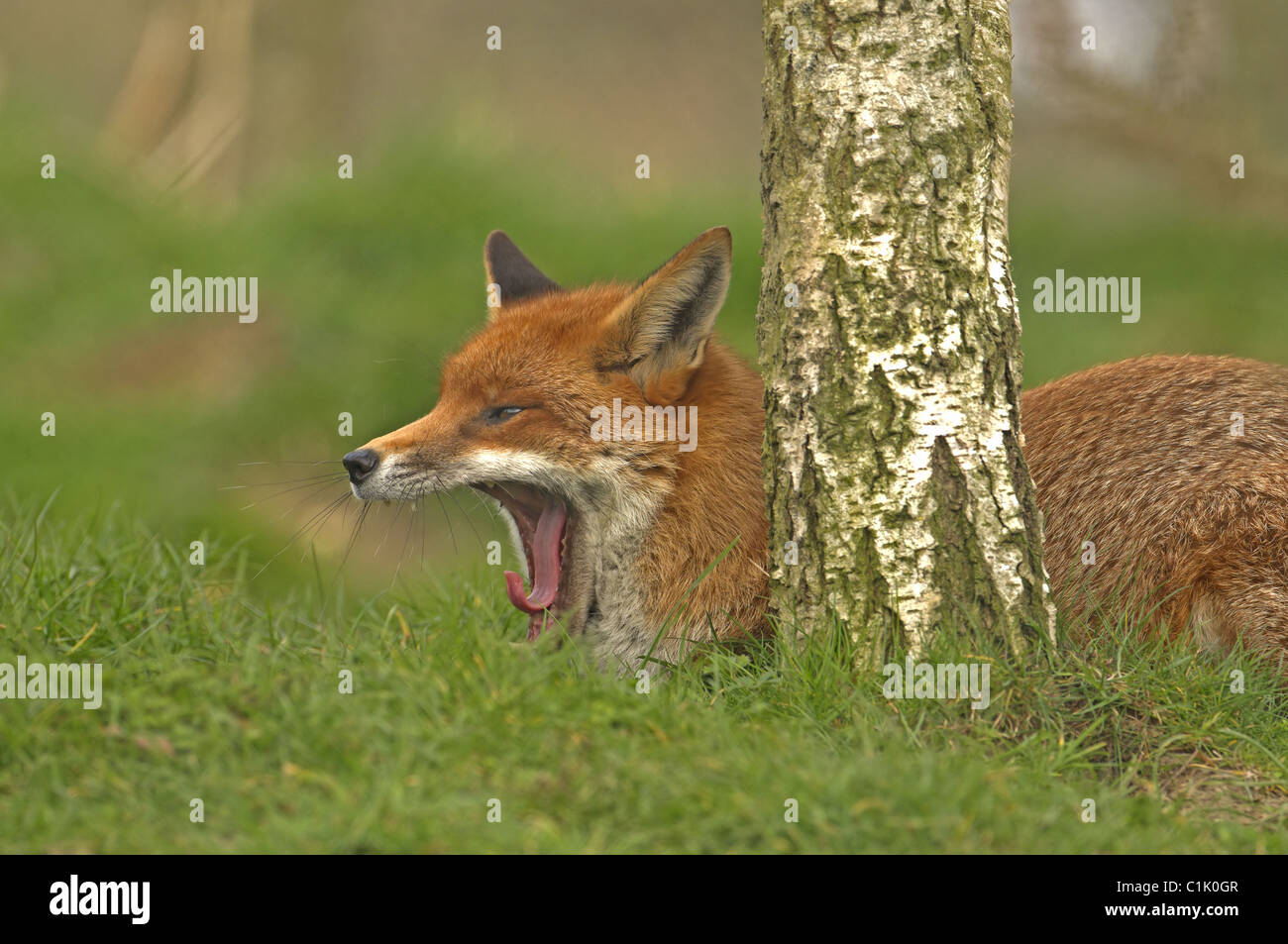 RED FOX VULPES VULPES YAWNING Stock Photo - Alamy
