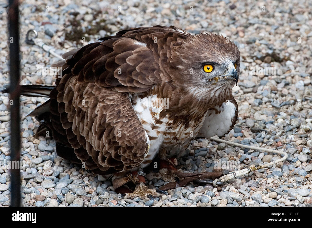 águila culebrera hi-res stock photography and images - Alamy