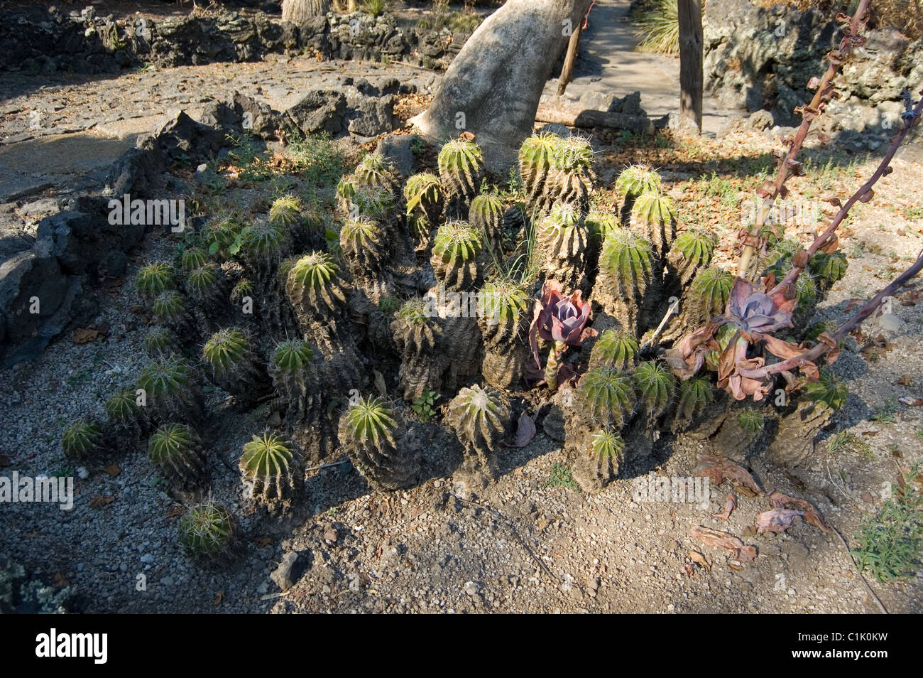 Clump barrel cactus (Ferocactus robustus) at UNAM´s botanical garden in ...