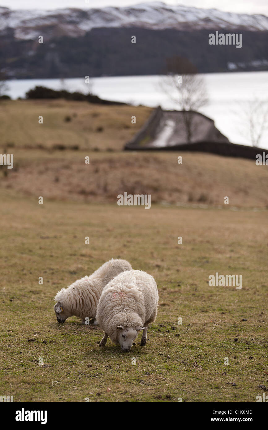Highland sheep farming hi-res stock photography and images - Alamy