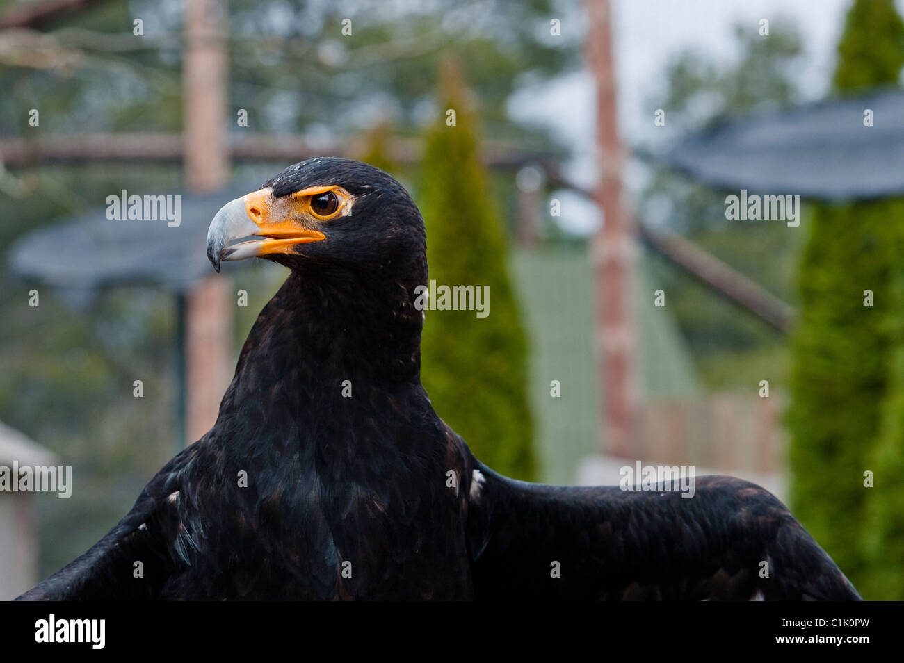 Aquila verreauxii, Verreaux's Eagle Stock Photo - Alamy