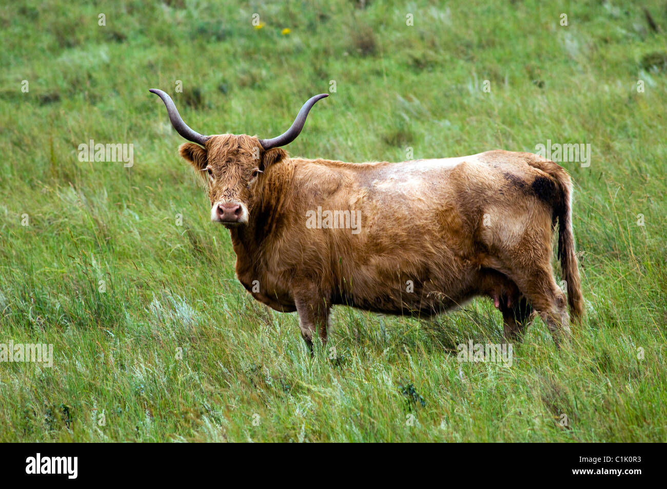Longhorn Cow Stock Photos & Longhorn Cow Stock Images - Alamy