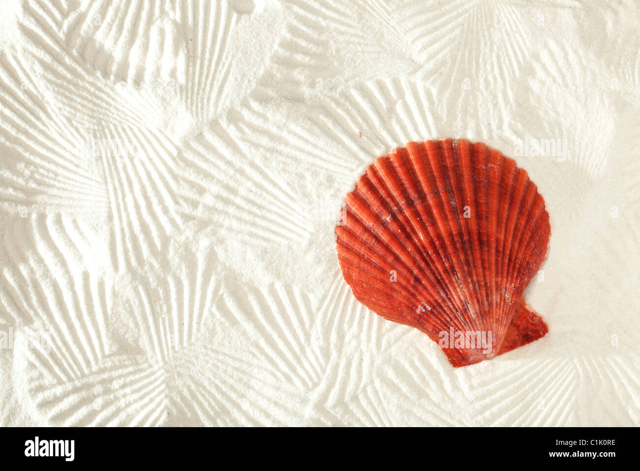 Red shell on sand Stock Photo - Alamy