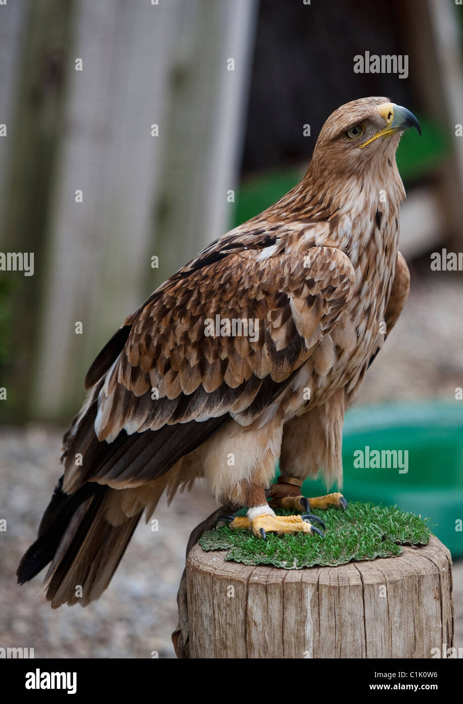 Crowned Eagle, Stephanoaetus coronatus Stock Photo - Alamy