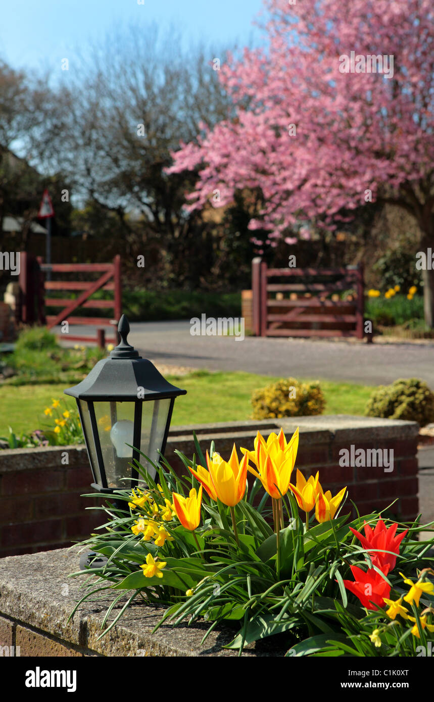 Beautiful colourful English country garden in Spring with pretty Tulip ...