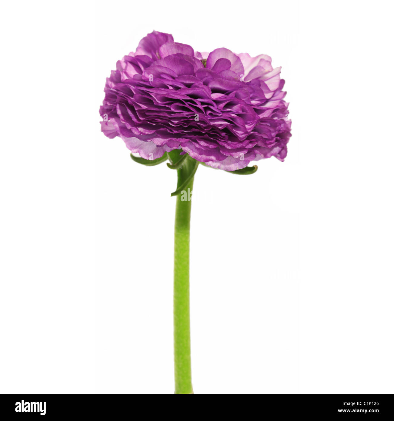 A single Ranunculus isolated on a white background Stock Photo - Alamy