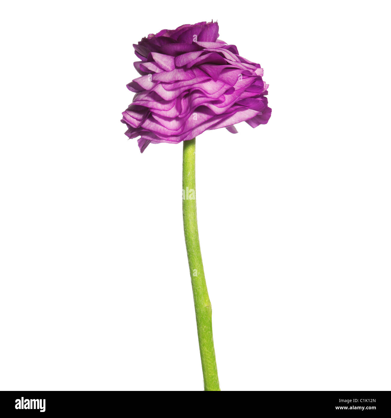 A single Ranunculus isolated on a white background Stock Photo - Alamy