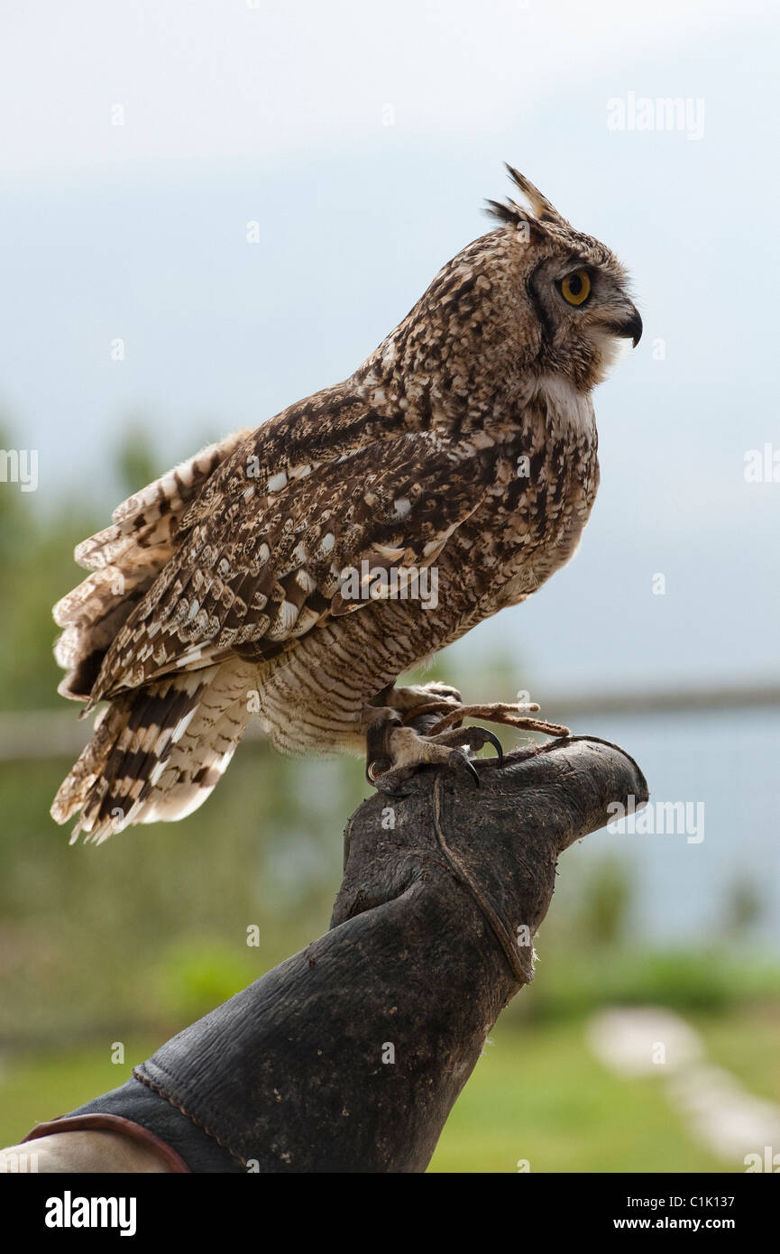 Eagle Owl, Bubo Bubo Stock Photo - Alamy