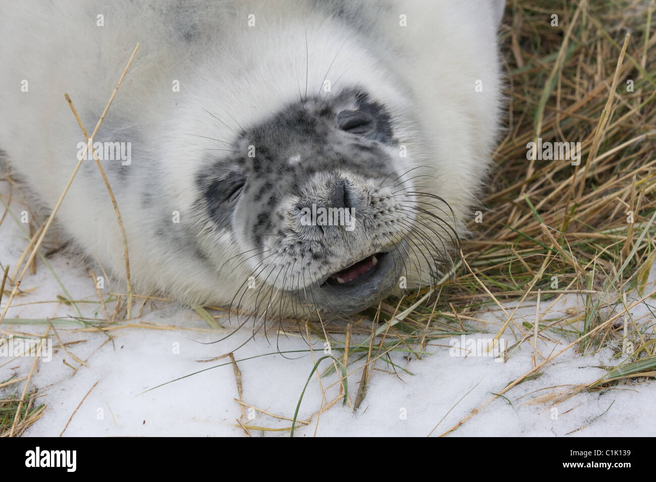 Cute furry seal hi-res stock photography and images - Alamy
