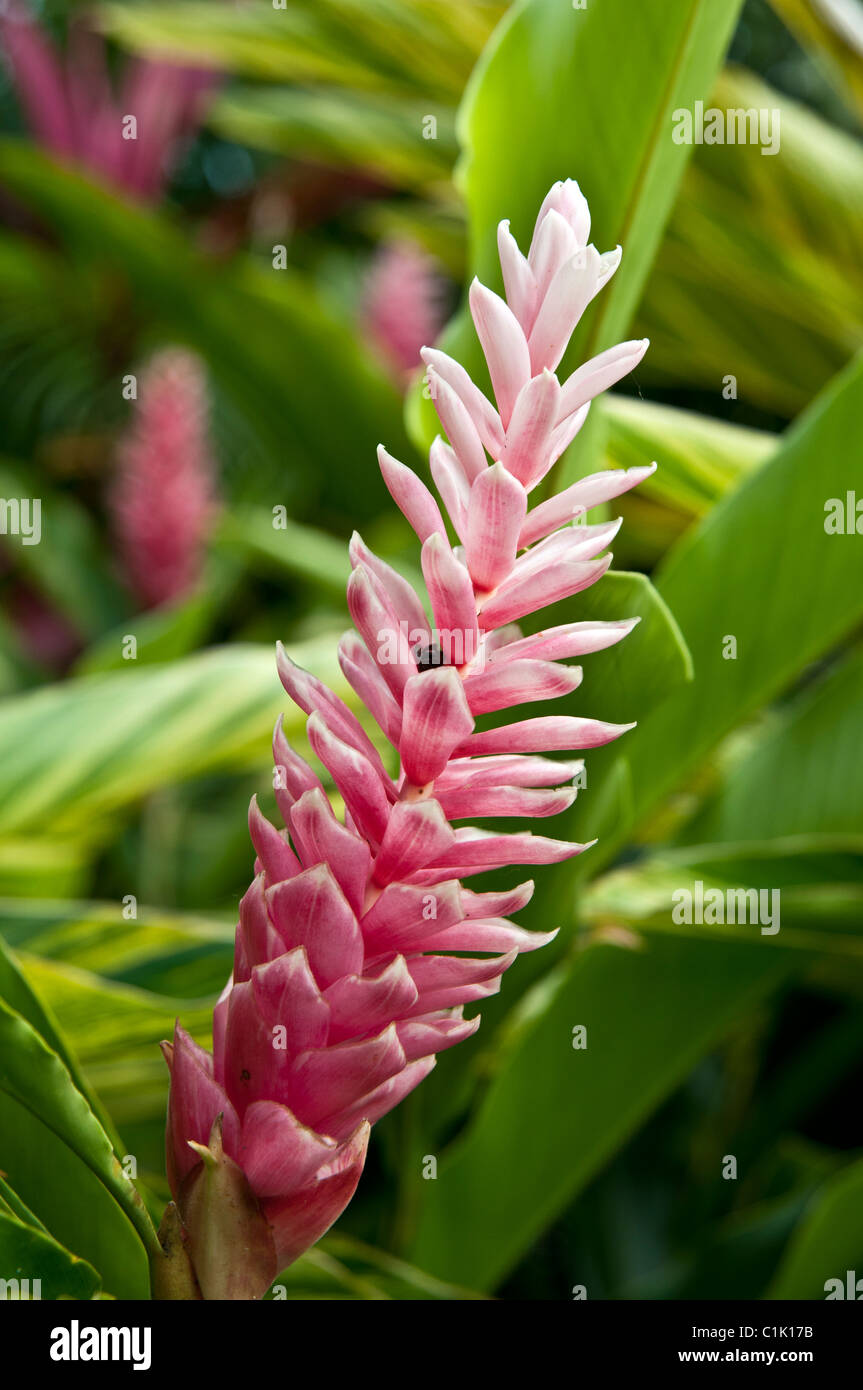 Costa rica flowers hi-res stock photography and images - Alamy