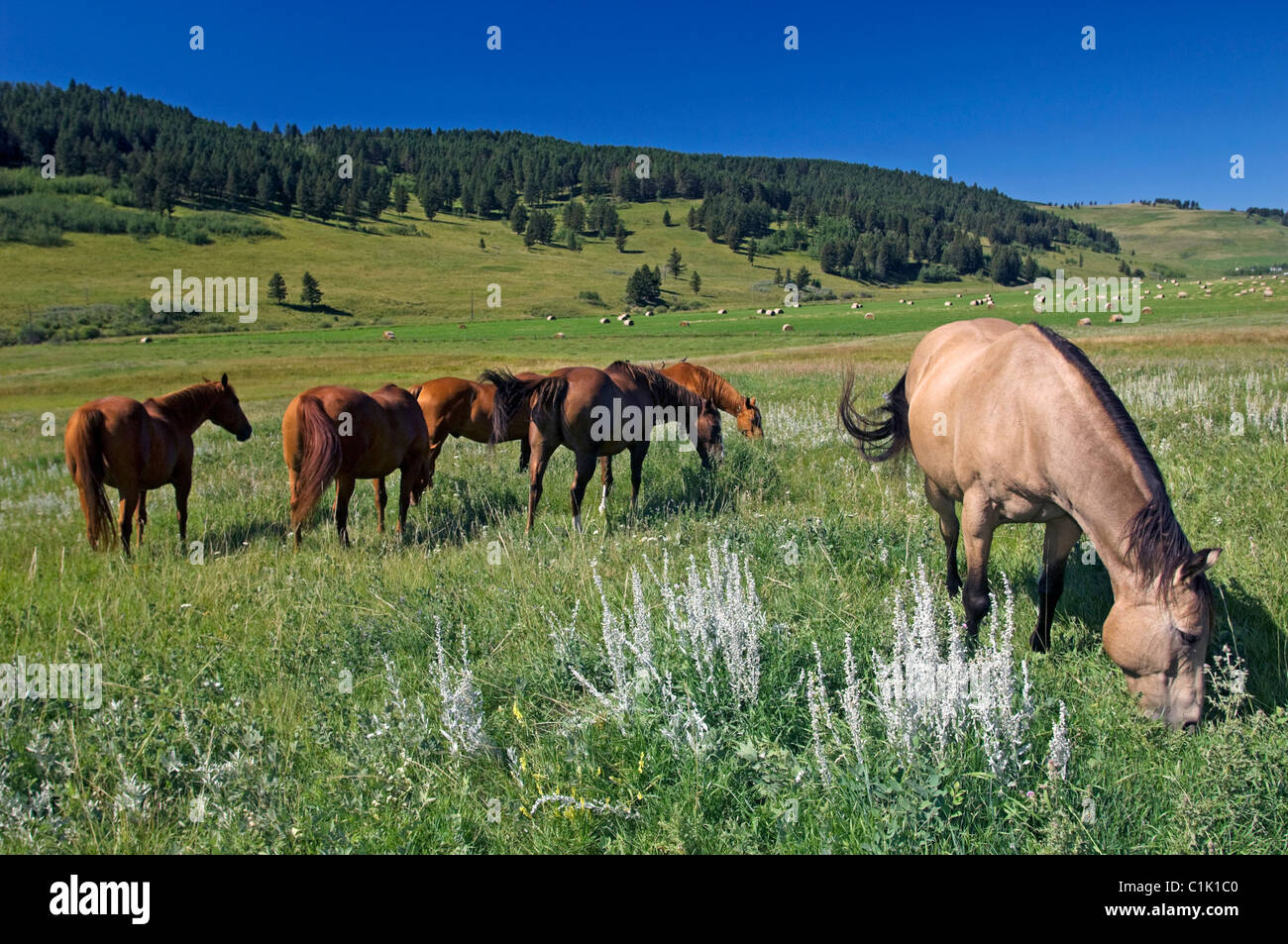 Horses prairies hi-res stock photography and images - Alamy