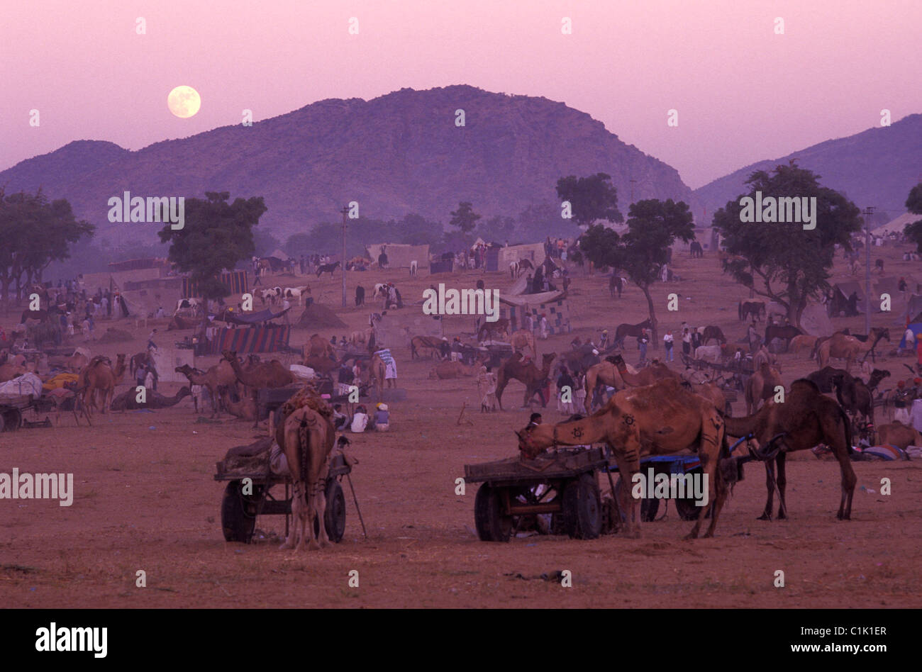 India, Rajasthan State, Pushkar, November Full Moon fair Stock Photo ...