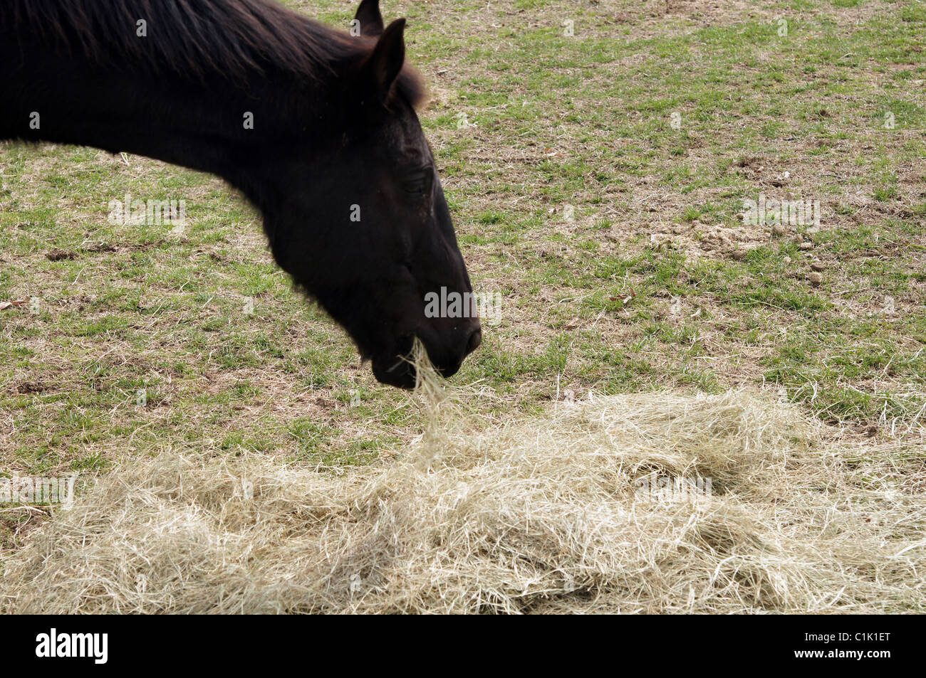 Black Baby Horse Eating Hay