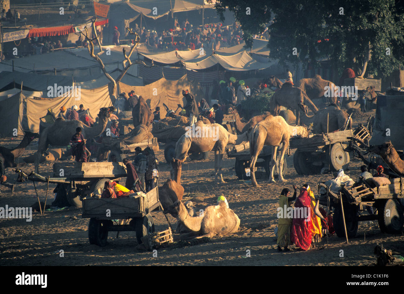 India, Rajasthan State, Pushkar, November Full Moon fair Stock Photo ...