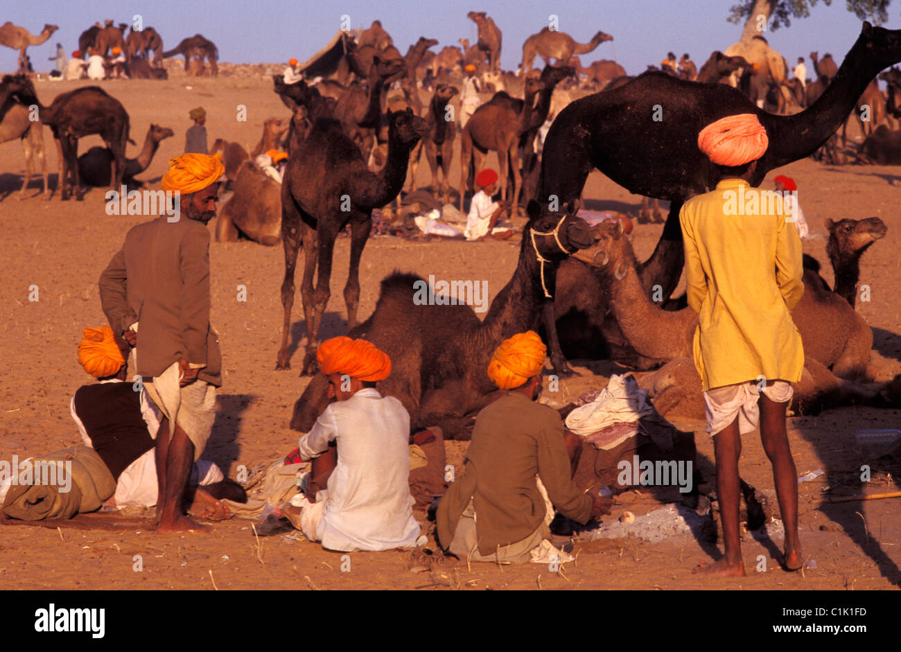 India, Rajasthan State, Pushkar, November Full Moon fair Stock Photo ...