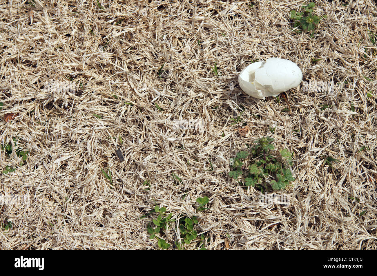 this is a picture of the remnants of a duck egg. This egg was most ...