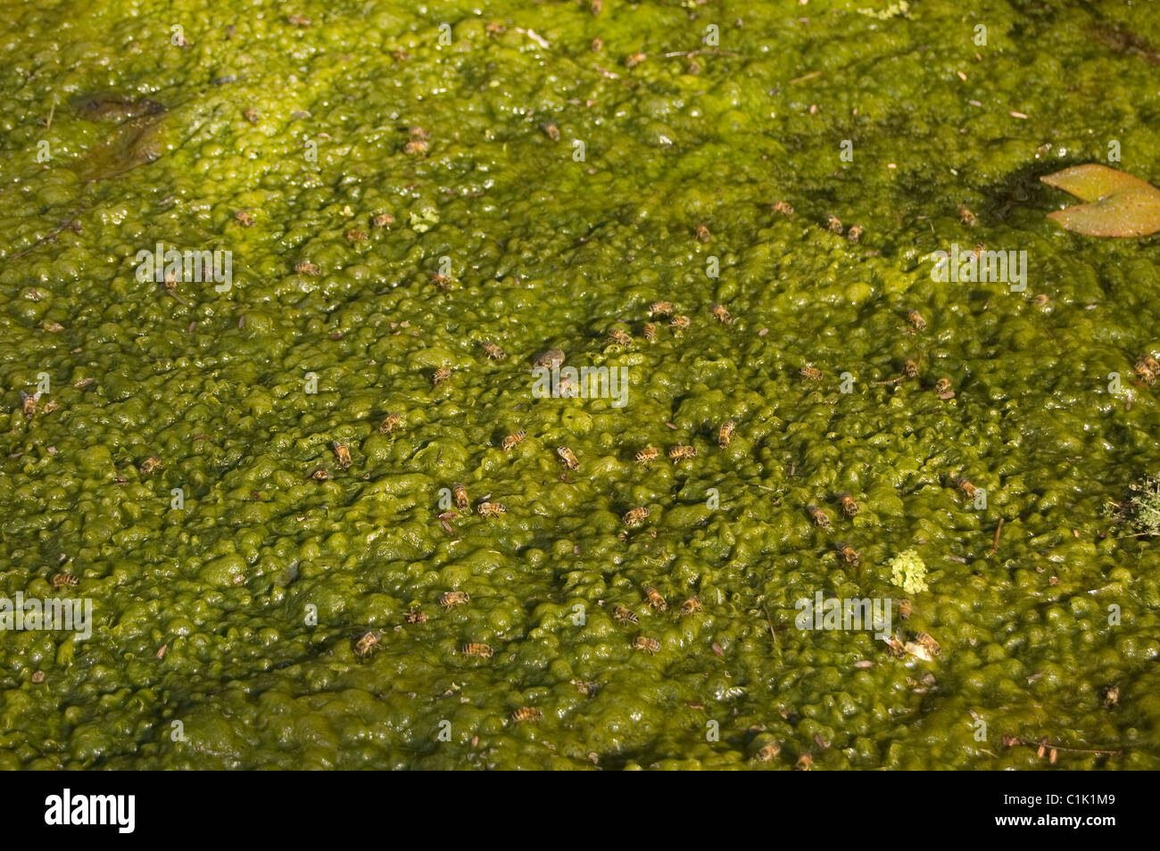Bees drinking water from a pond filled with algae Stock Photo - Alamy