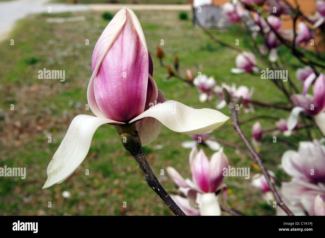 A tulip tree bud is about to burst open into a beautiful purple and ...