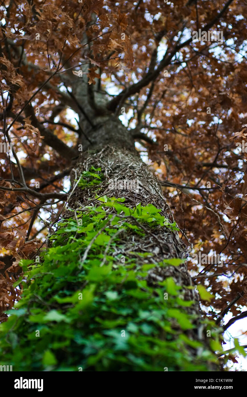 Vine tree branches hi-res stock photography and images - Alamy