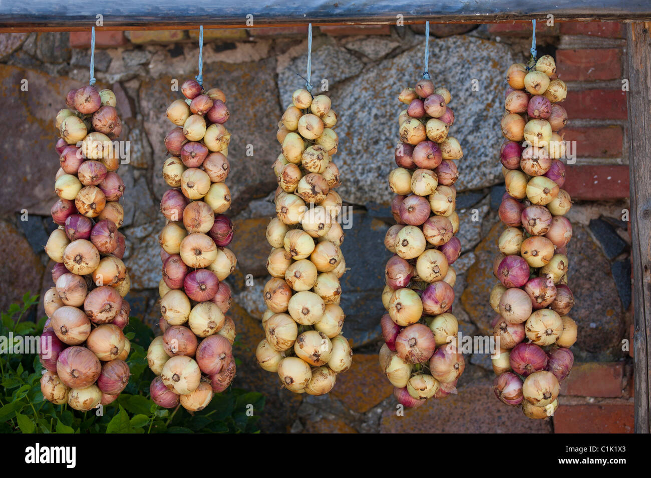 Onion Bundle, Kasepää Village, Tartu County, Estonia Stock Photo - Alamy