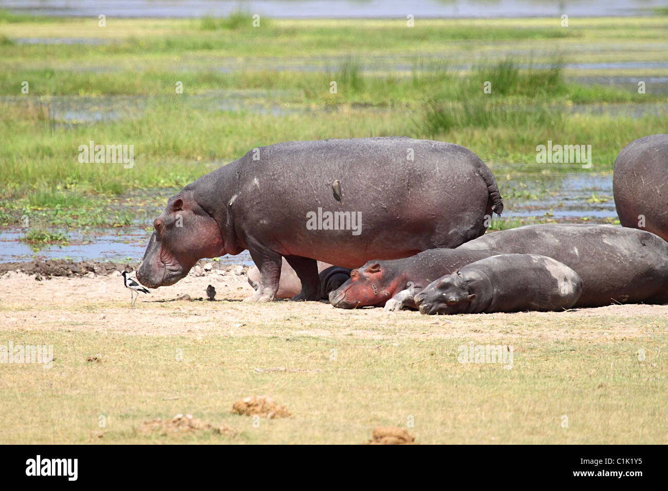 Hippopotamus family hi-res stock photography and images - Alamy