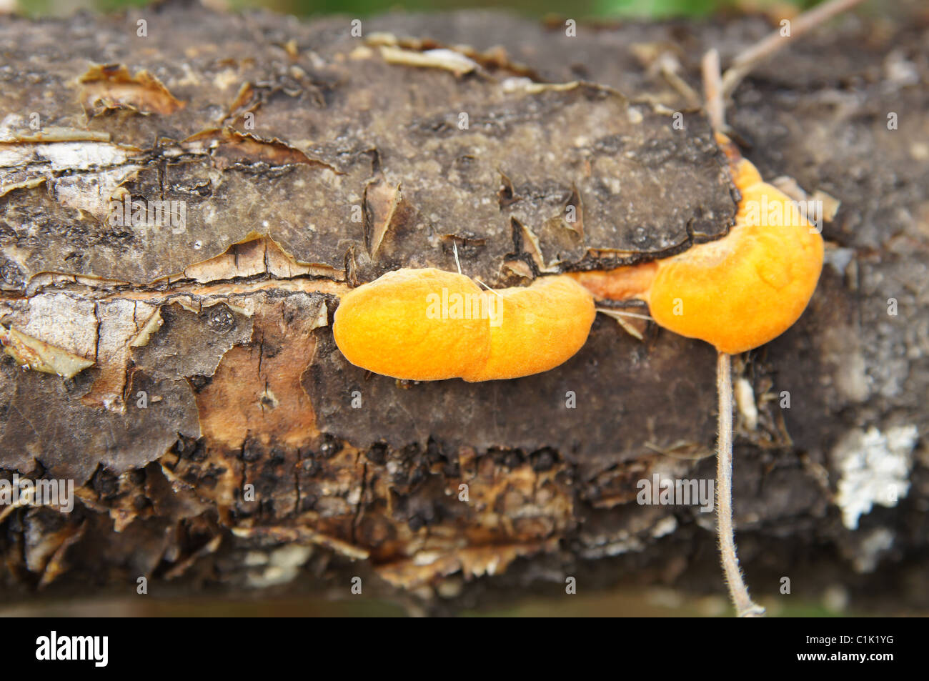 This Yellow Substance Is Either Hardened Sap Or Some Sort Of Fungi this-yellow-substance-is-either-hardened-sap-or-some-sort-of-fungi