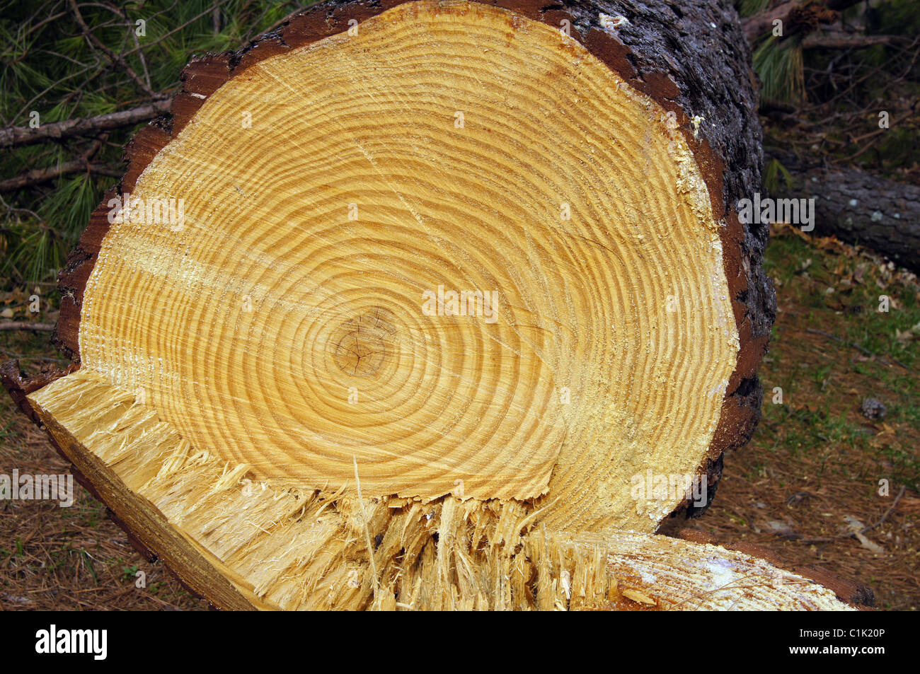 This is a picture of a pine tree log in Arkansas. This freshly cut log ...