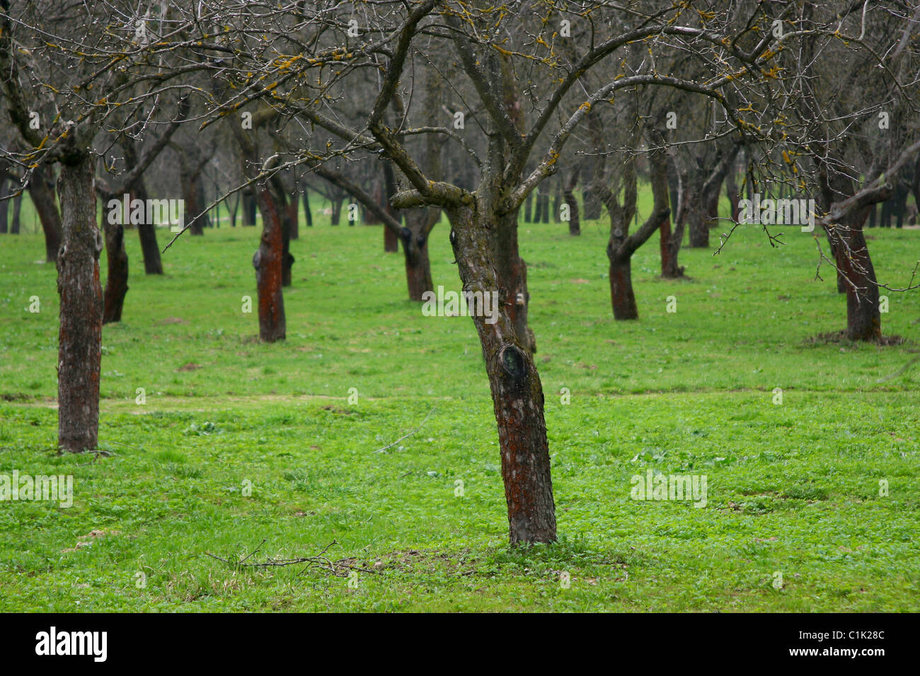 Empty apple orchard in early spring without leaves. Rows of trees going ...