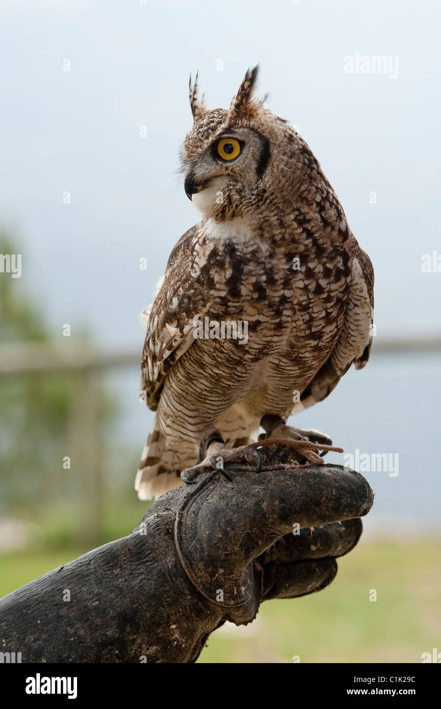 Eagle Owl, Bubo Bubo Stock Photo - Alamy