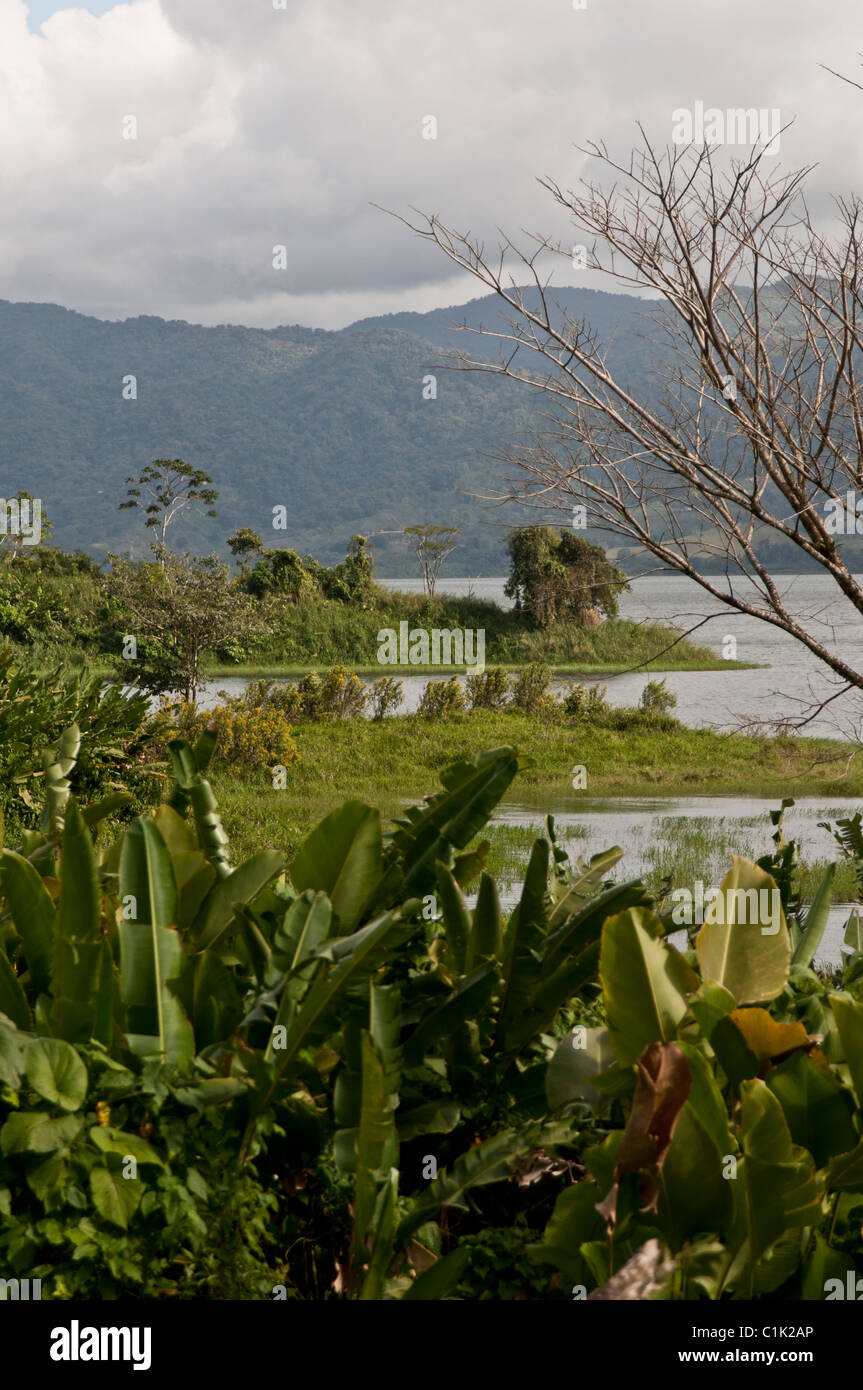 Magical trees and Flowers of Costa Rica Stock Photo - Alamy