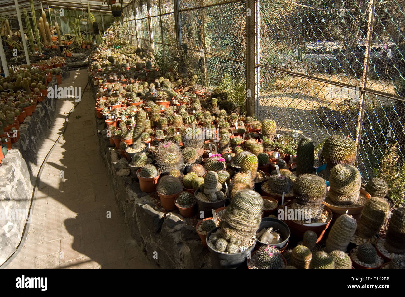 Huge cacti collection hi-res stock photography and images - Alamy