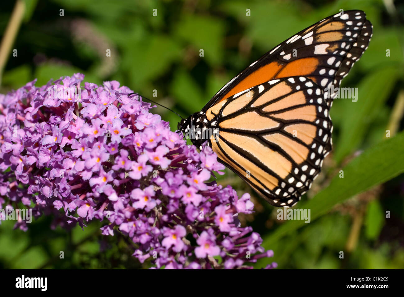 Monarch butterfly sits on a butterfly bush as it feeds in the warm sun ...