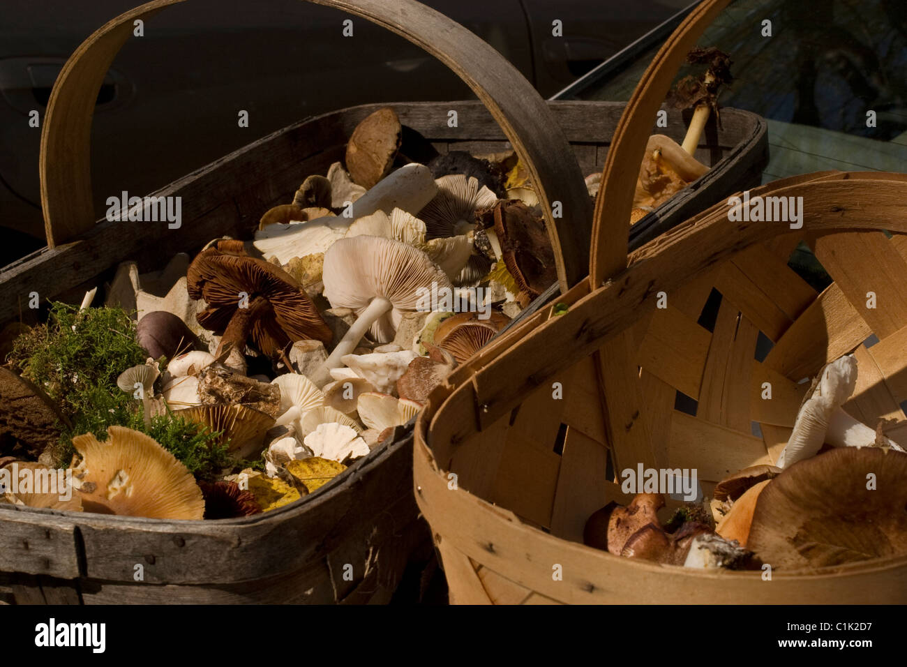 A mushroom hunter's basket of pick of the day ready for identification ...