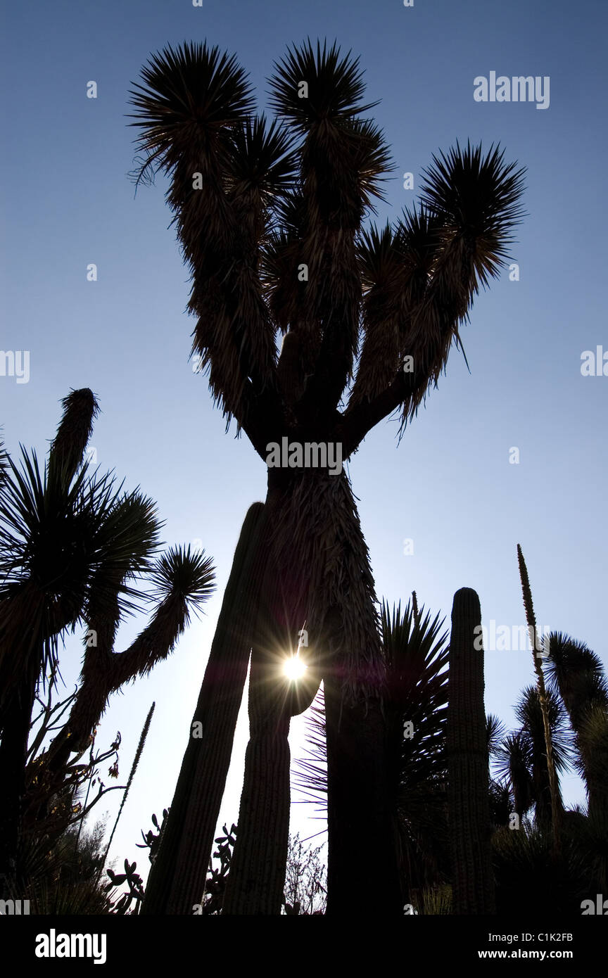 Yucca sp. growing in a botanical garden in Mexico Stock Photo - Alamy