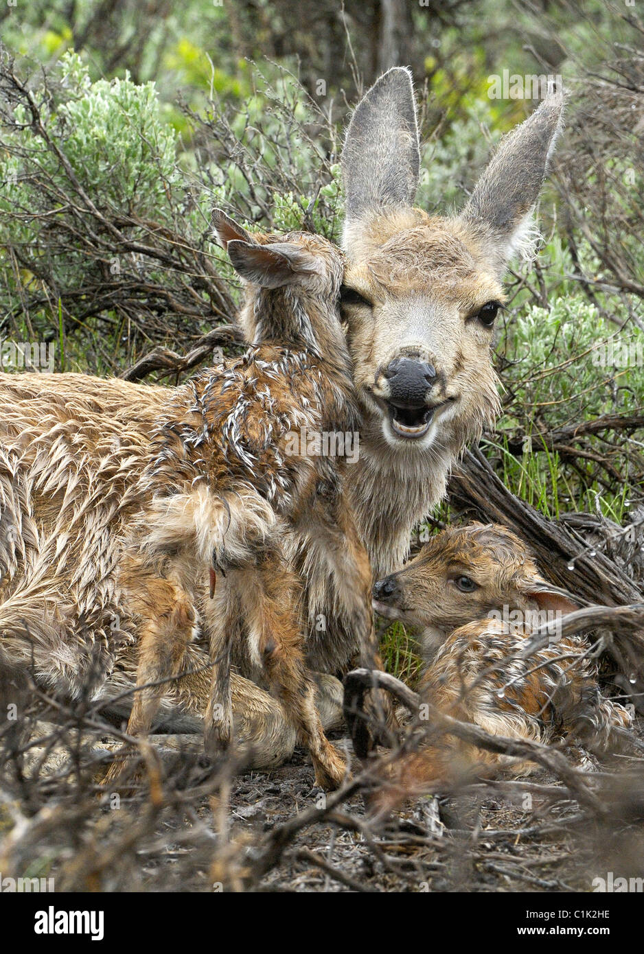 Happy Mother Deer Stock Photo - Alamy