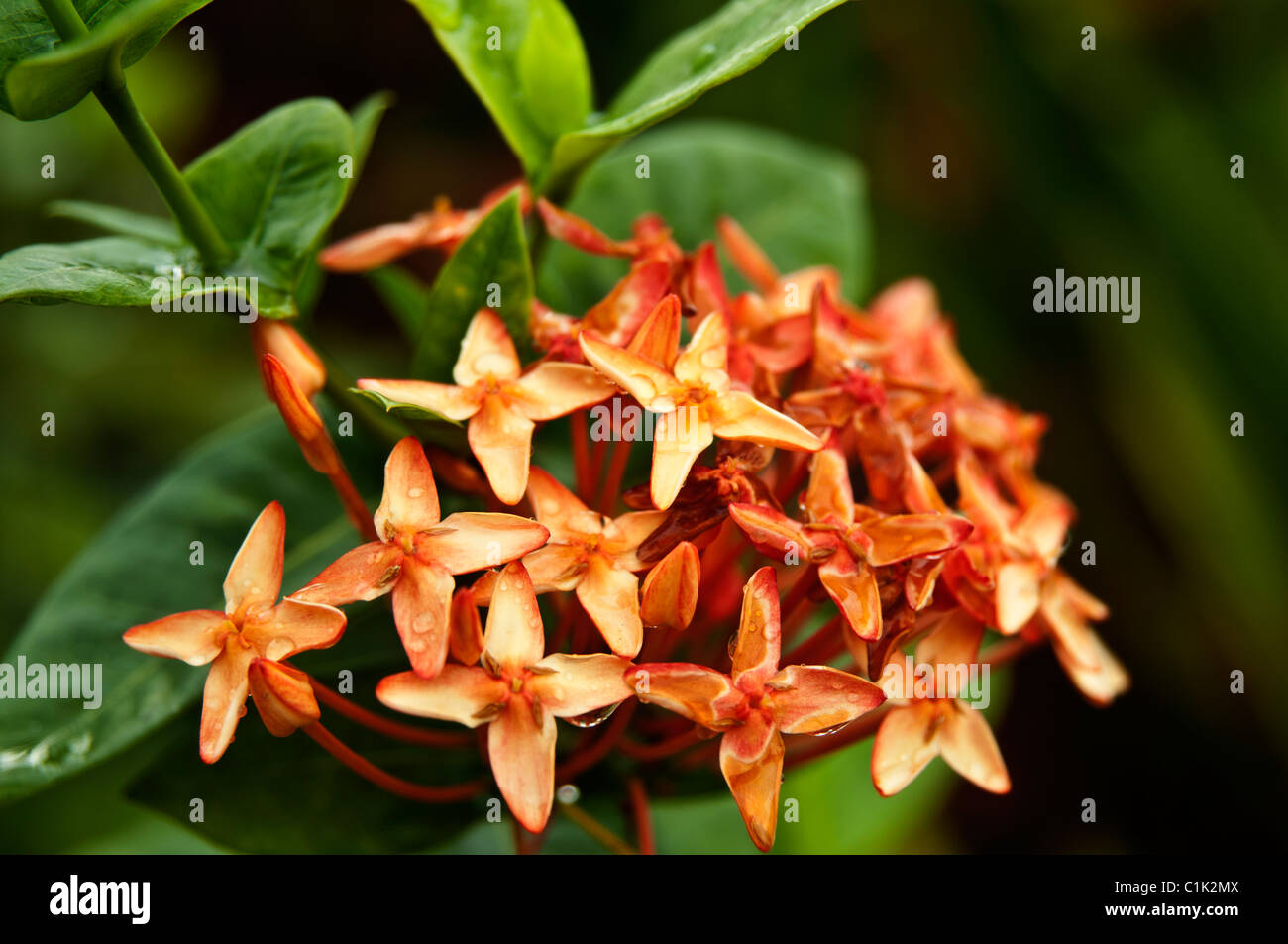 Microclimates hi-res stock photography and images - Alamy