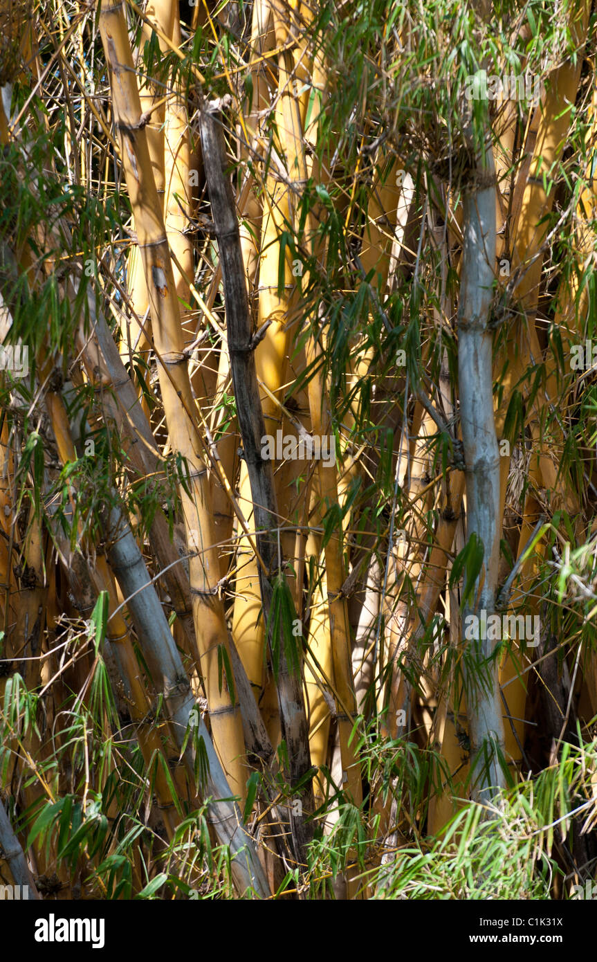 Bamboo cluster Costa Rica Stock Photo - Alamy